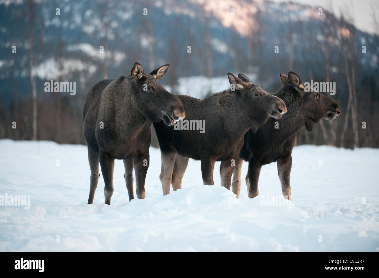 Zwei Elche Stockfotos und -bilder Kaufen - Alamy