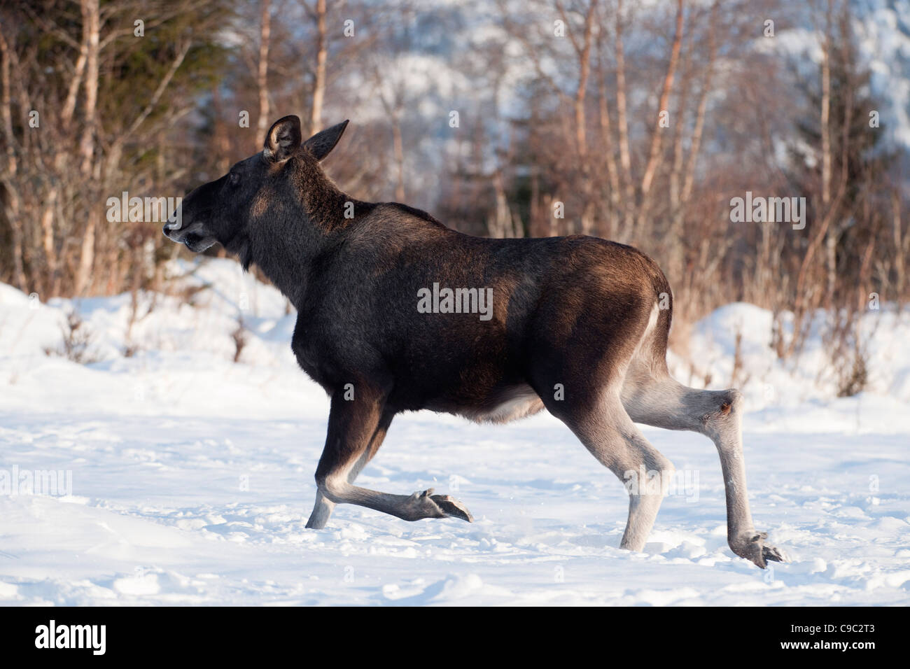Rennender elch -Fotos und -Bildmaterial in hoher Auflösung – Alamy