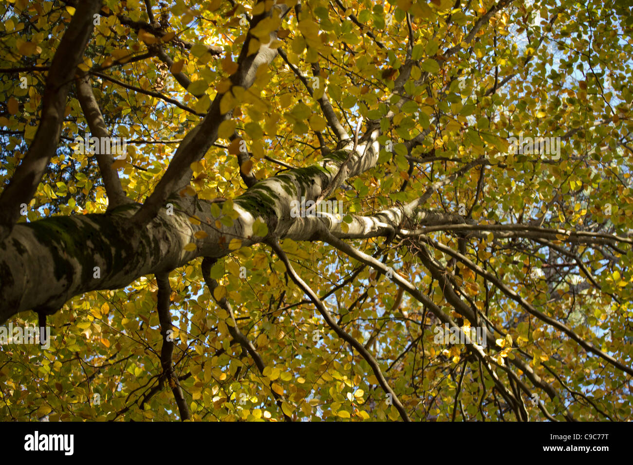 Europäische Buche oder Rotbuche (Fagus Sylvatica) Baum Stockfotografie ...
