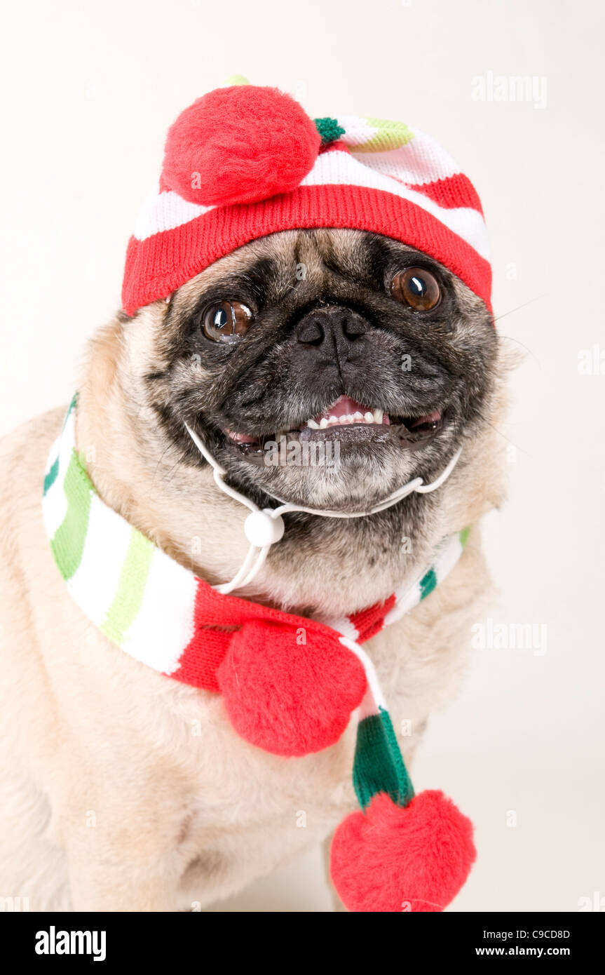 Mops christmas cap -Fotos und -Bildmaterial in hoher Auflösung – Alamy