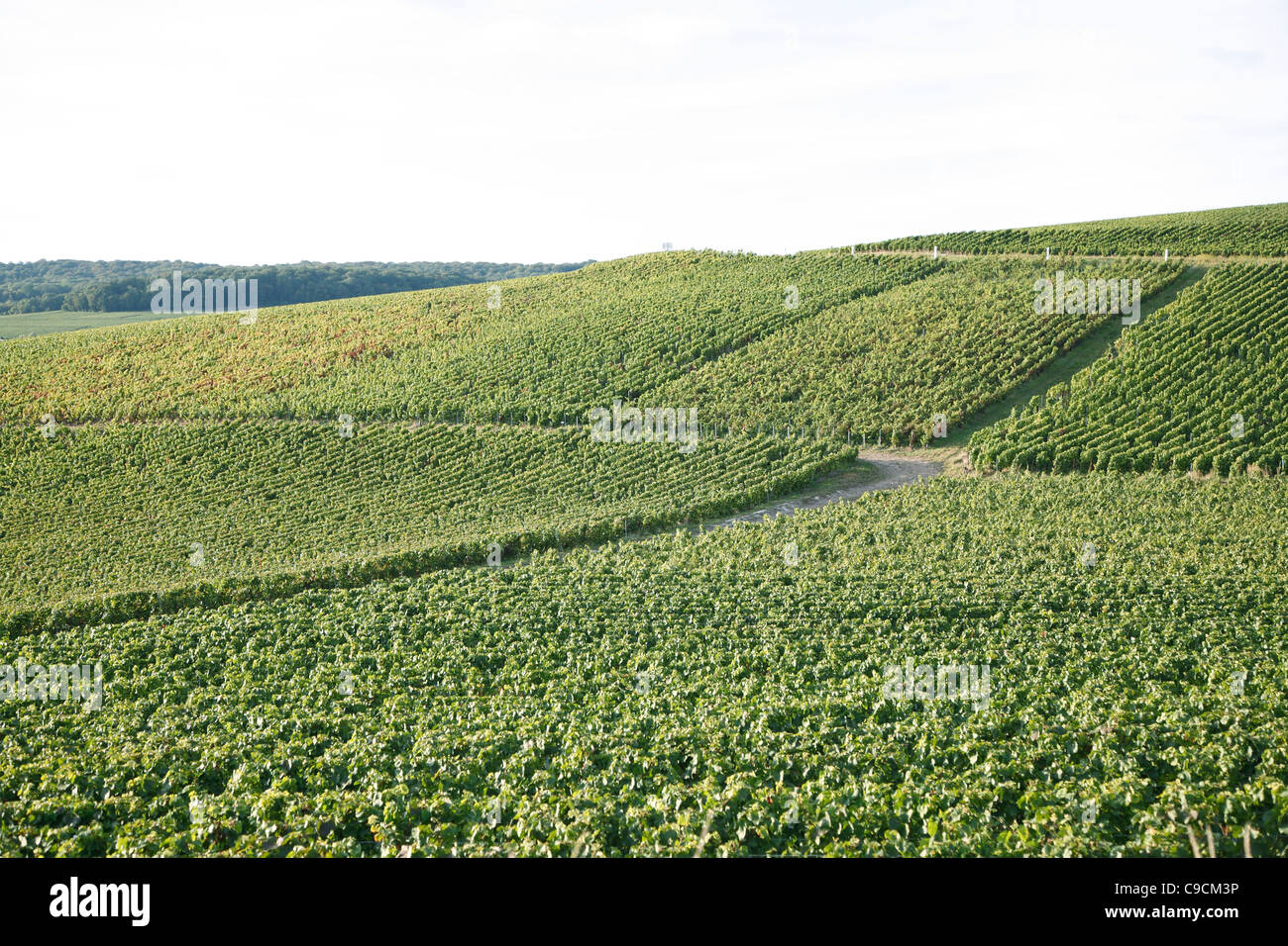 Weinberg in frankreich -Fotos und -Bildmaterial in hoher Auflösung – Alamy