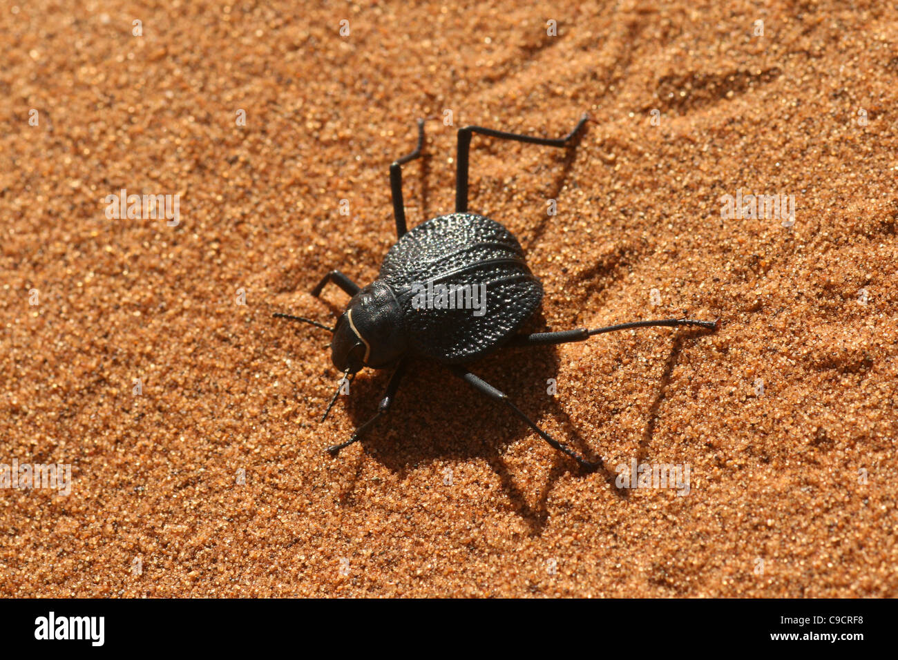 Hologramm-Käfer, Onymacris Plana, Namib-Wüste, Namibia Stockfotografie ...