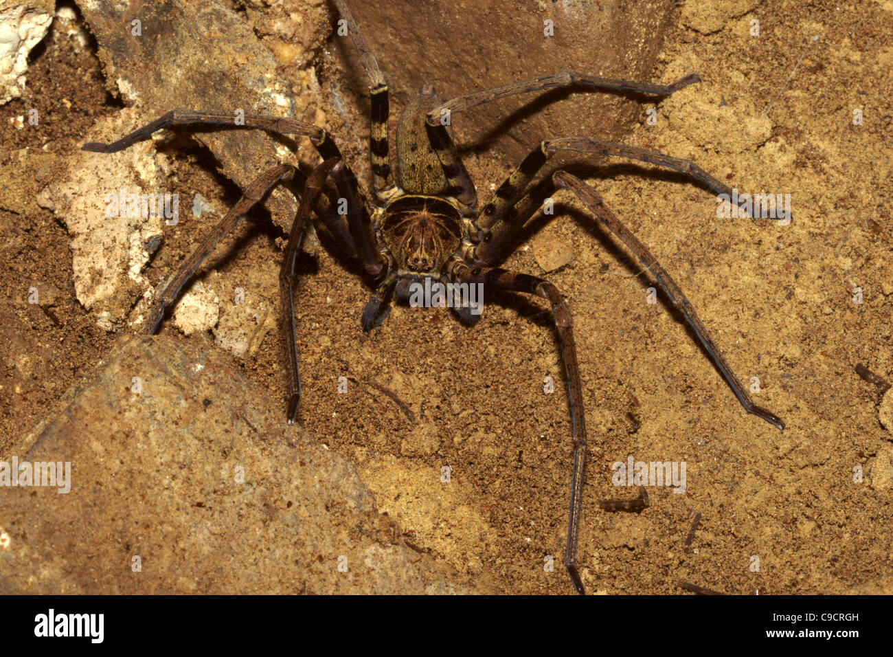 Riesige Huntsman Spinne, Heteropoda Maxima, Khao Sok Nationalpark ...