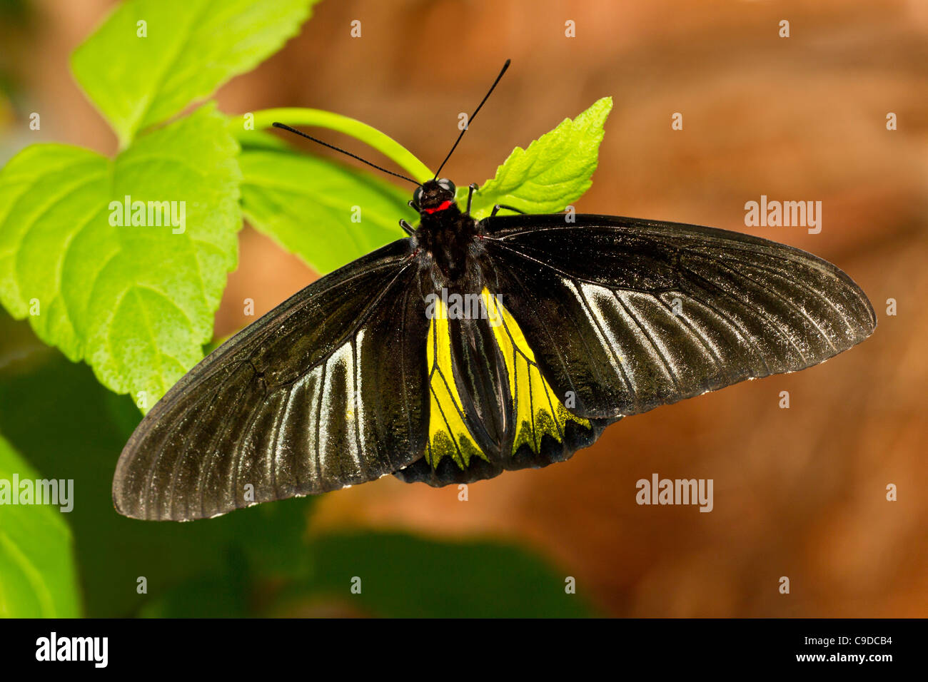 Gemeinsamen Birdwing, Troides rhadamantus Stockfotografie - Alamy