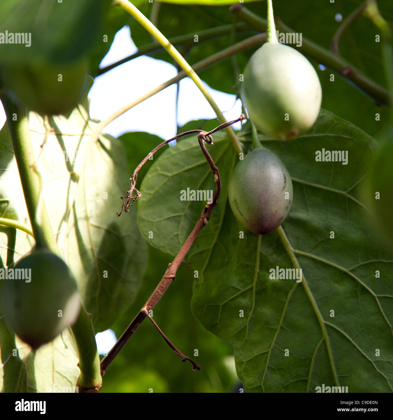 Tamarillo frucht -Fotos und -Bildmaterial in hoher Auflösung – Alamy