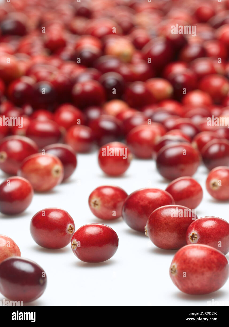 Preiselbeeren bouncerberry -Fotos und -Bildmaterial in hoher Auflösung ...