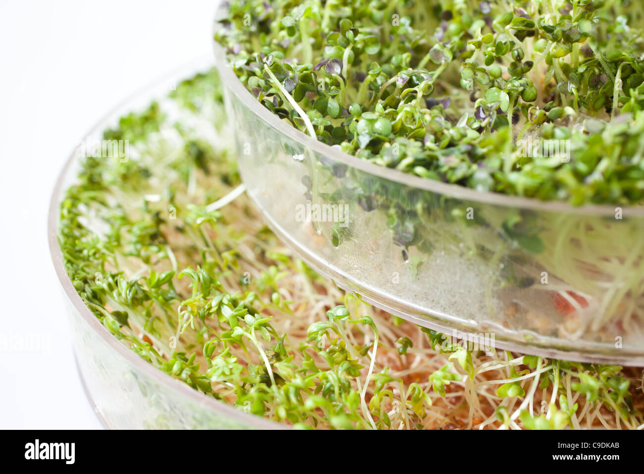 Mung bean sprouts in container -Fotos und -Bildmaterial in hoher ...