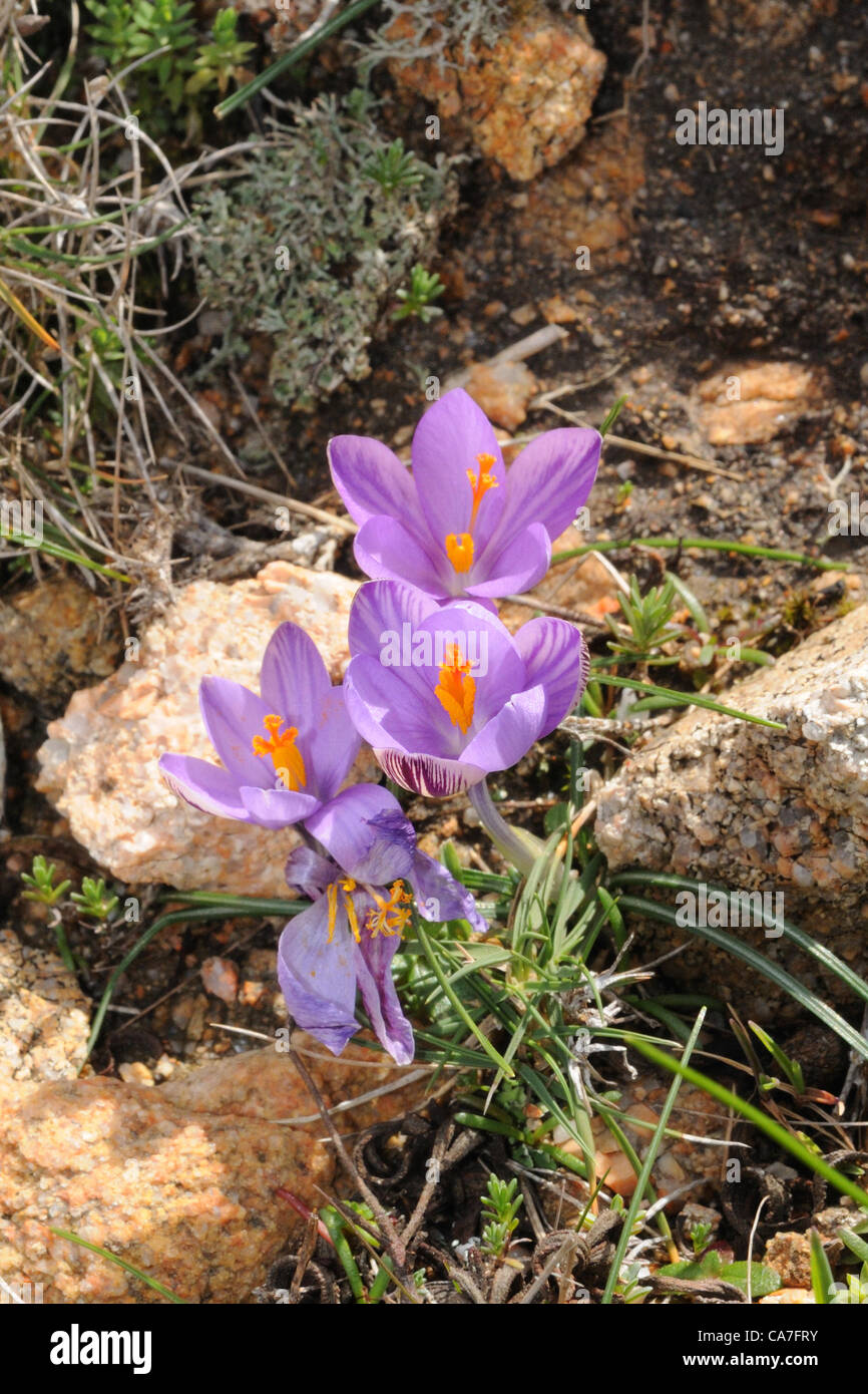 Der Safran Blume (crocus sativus) in Razzoli Insel, Sardinien, Italien ...