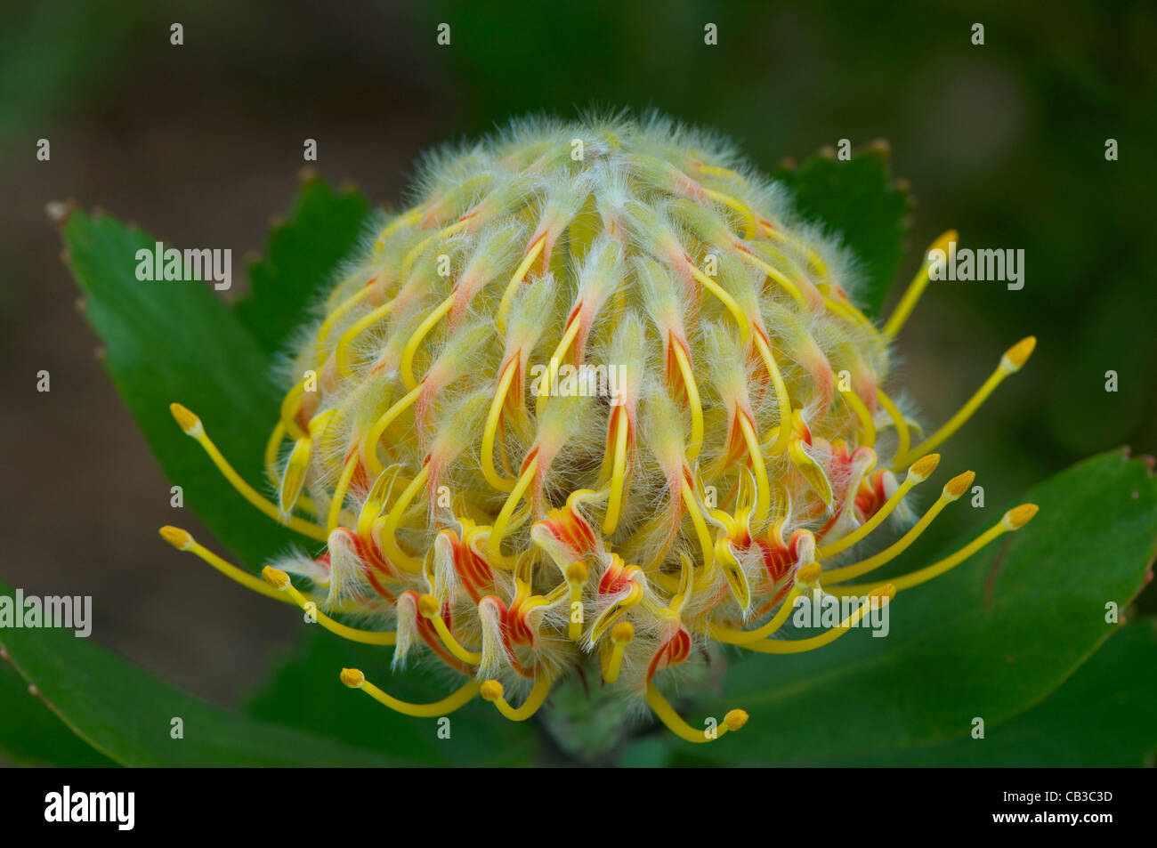 Flower protea -Fotos und -Bildmaterial in hoher Auflösung – Alamy
