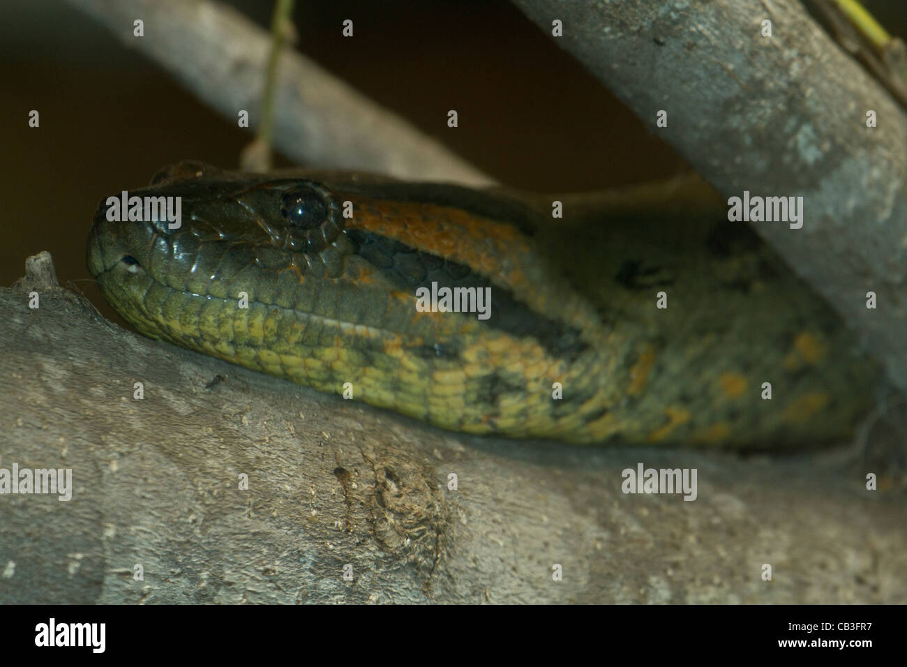 Anaconda snake -Fotos und -Bildmaterial in hoher Auflösung – Alamy