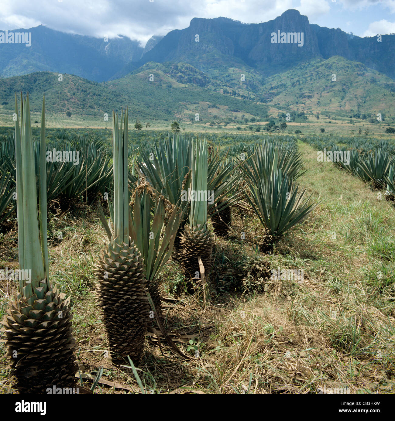 Tanzania Africa Sisal Stockfotos und -bilder Kaufen - Alamy