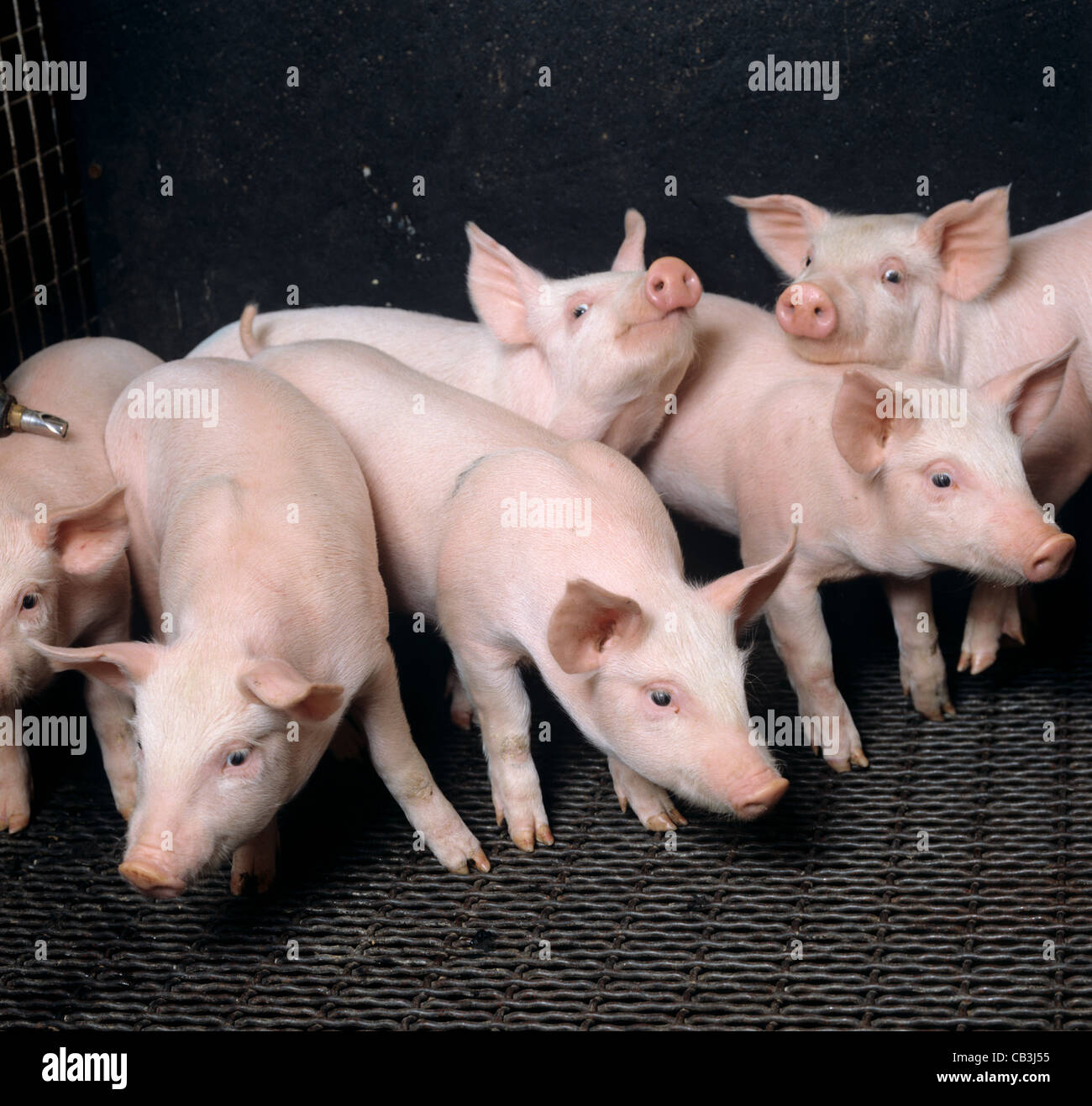 Weißes ferkel Stockfotos und -bilder Kaufen - Alamy