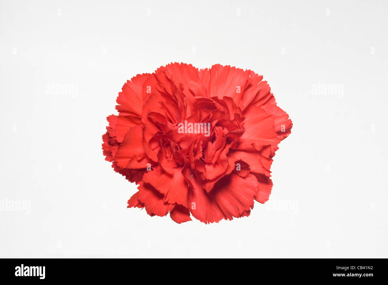 Eine rote nelke -Fotos und -Bildmaterial in hoher Auflösung – Alamy