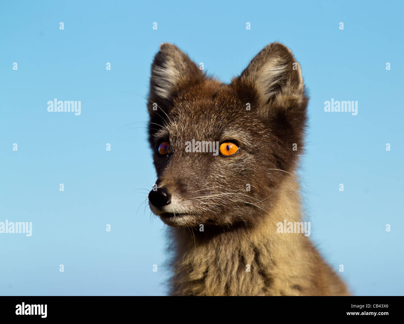 Polarfuchs fotografie -Fotos und -Bildmaterial in hoher Auflösung – Alamy