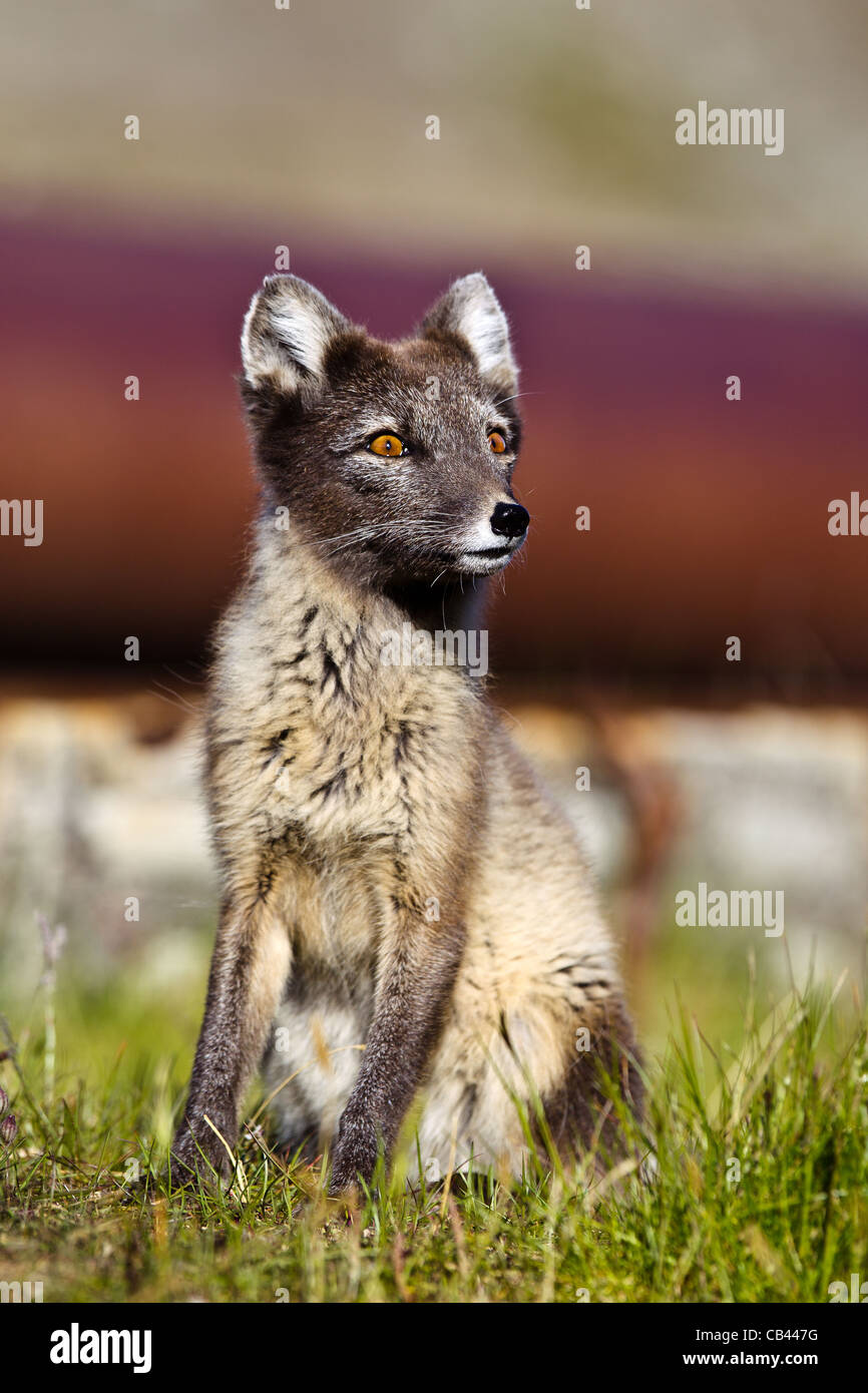 Polarfuchs fotografie -Fotos und -Bildmaterial in hoher Auflösung – Alamy