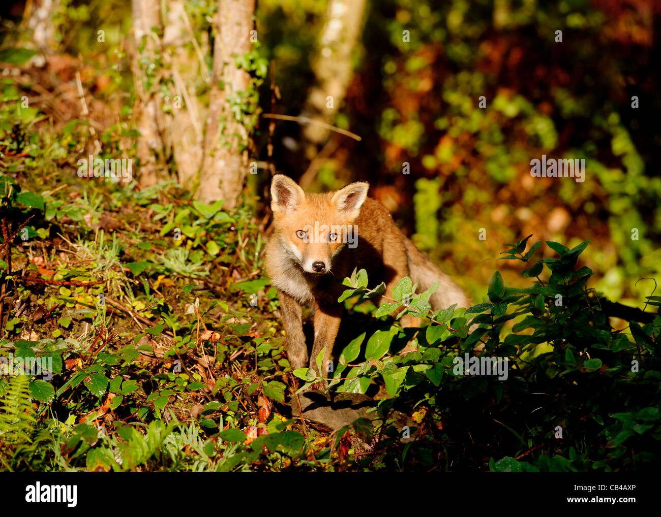 Weise wie ein fuchs -Fotos und -Bildmaterial in hoher Auflösung – Alamy
