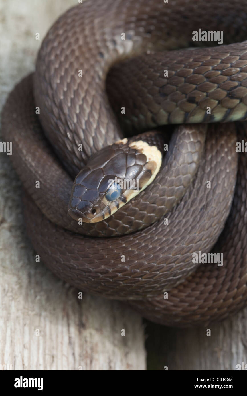 Ringelnatter Natrix Natrix Helvetica. Kopf, scheinbare Opague Skala ... Ringelnatter Natrix Natrix Helvetica. Kopf, scheinbare Opague Skala ...