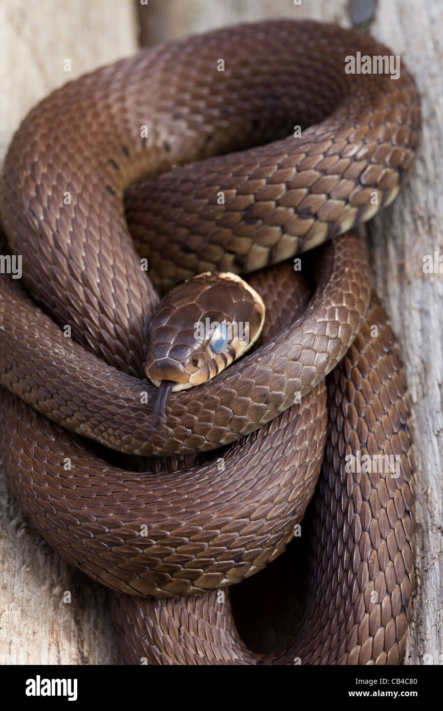 Ringelnatter Natrix Natrix Helvetica. Kopf, scheinbare Opague Skala ... Ringelnatter Natrix Natrix Helvetica. Kopf, scheinbare Opague Skala ...