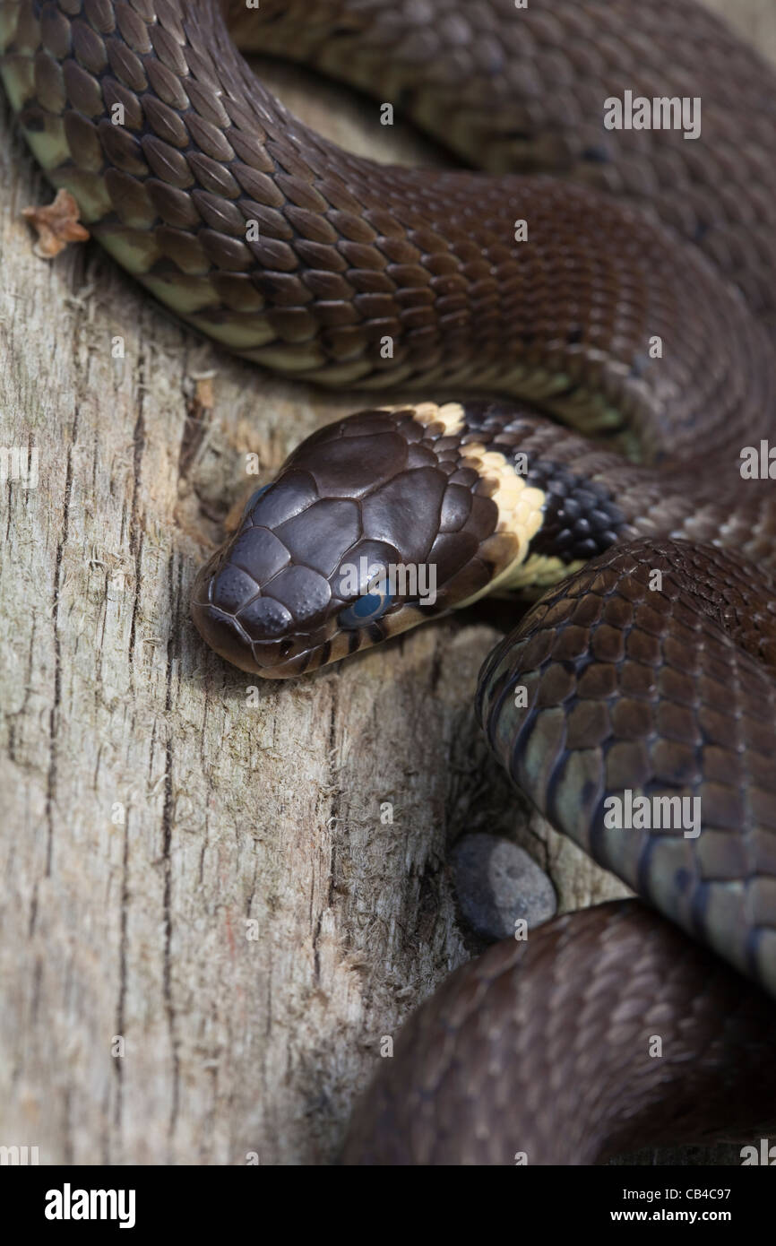 Ringelnatter Natrix Natrix Helvetica. Kopf, scheinbare Opague Skala ... Ringelnatter Natrix Natrix Helvetica. Kopf, scheinbare Opague Skala ...