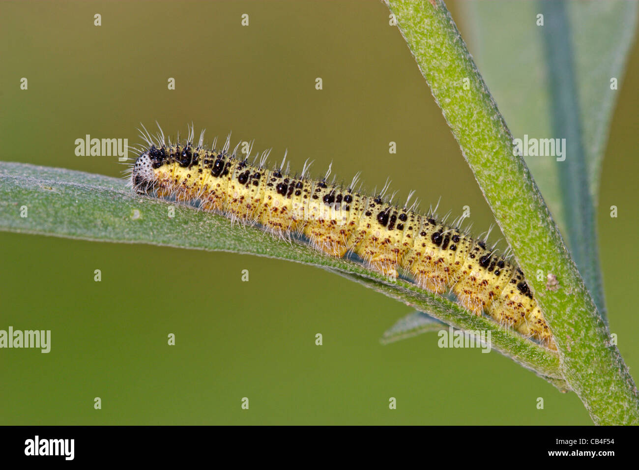Raupe aus großen weißen Schmetterling (Pieris Brassicae Stockfotografie ...