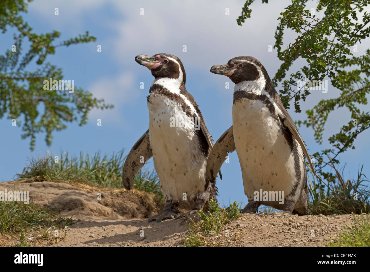 Blaue pinguine -Fotos und -Bildmaterial in hoher Auflösung – Alamy