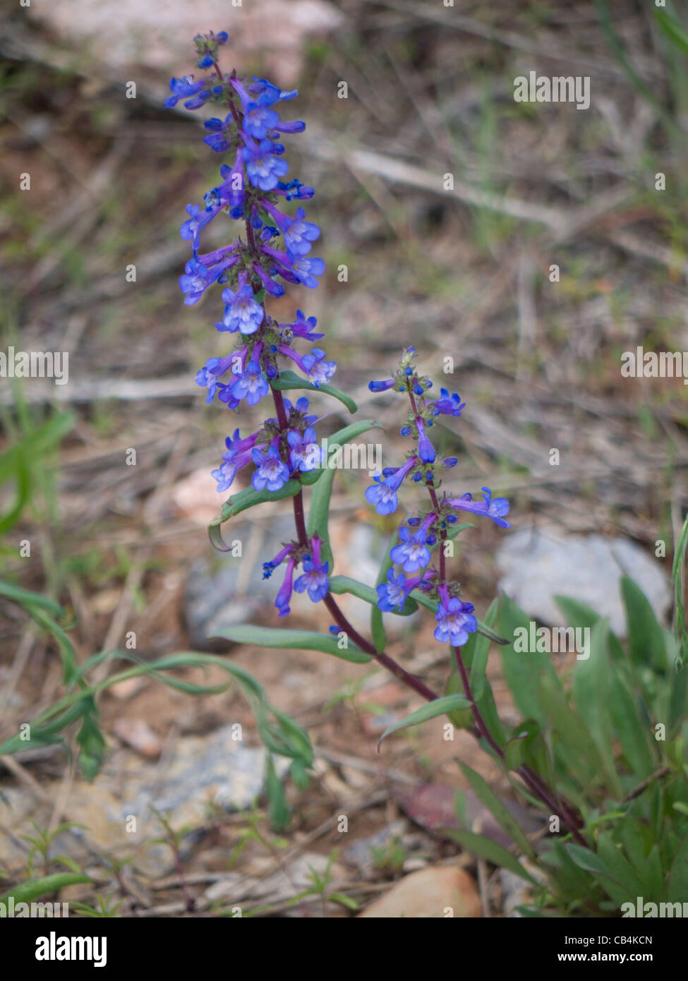 Wilde Blume im Grand Teton National Park ist ein Nationalpark der ...