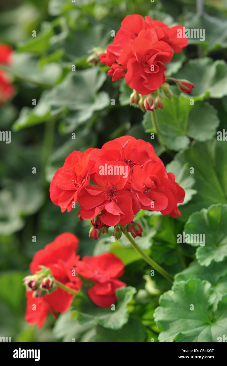 Rote geranie -Fotos und -Bildmaterial in hoher Auflösung – Alamy
