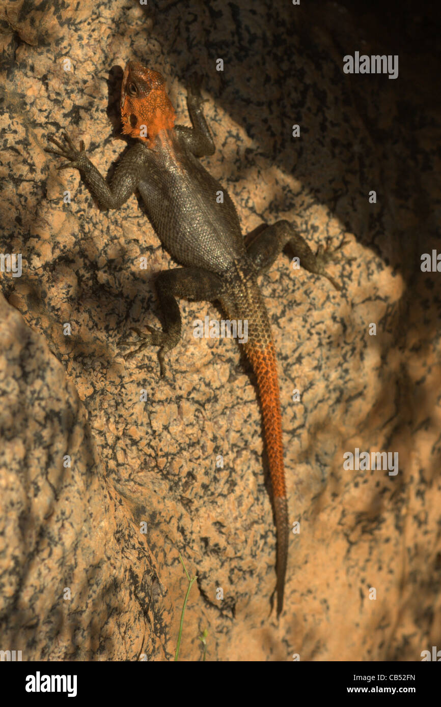 Namib felsenagama agama planiceps -Fotos und -Bildmaterial in hoher ...