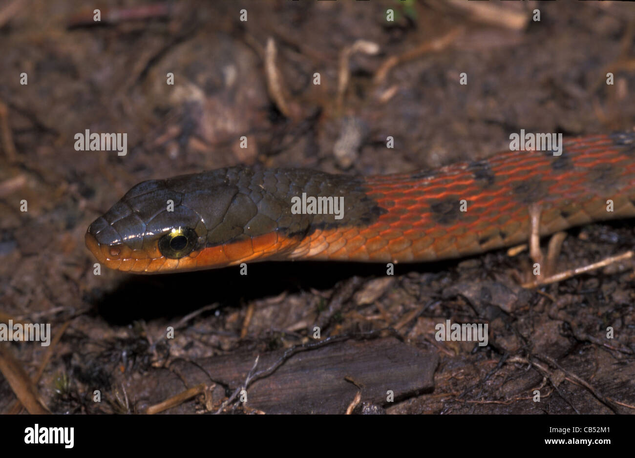 Gunung murud -Fotos und -Bildmaterial in hoher Auflösung – Alamy
