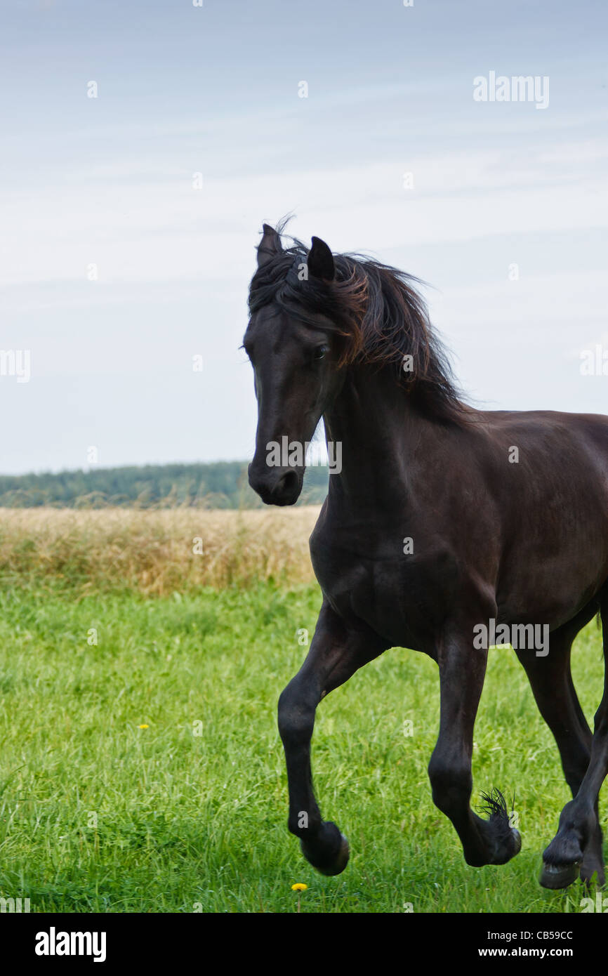 Friesen Pferd im Galopp in einem grünen Feld Stockfotografie - Alamy