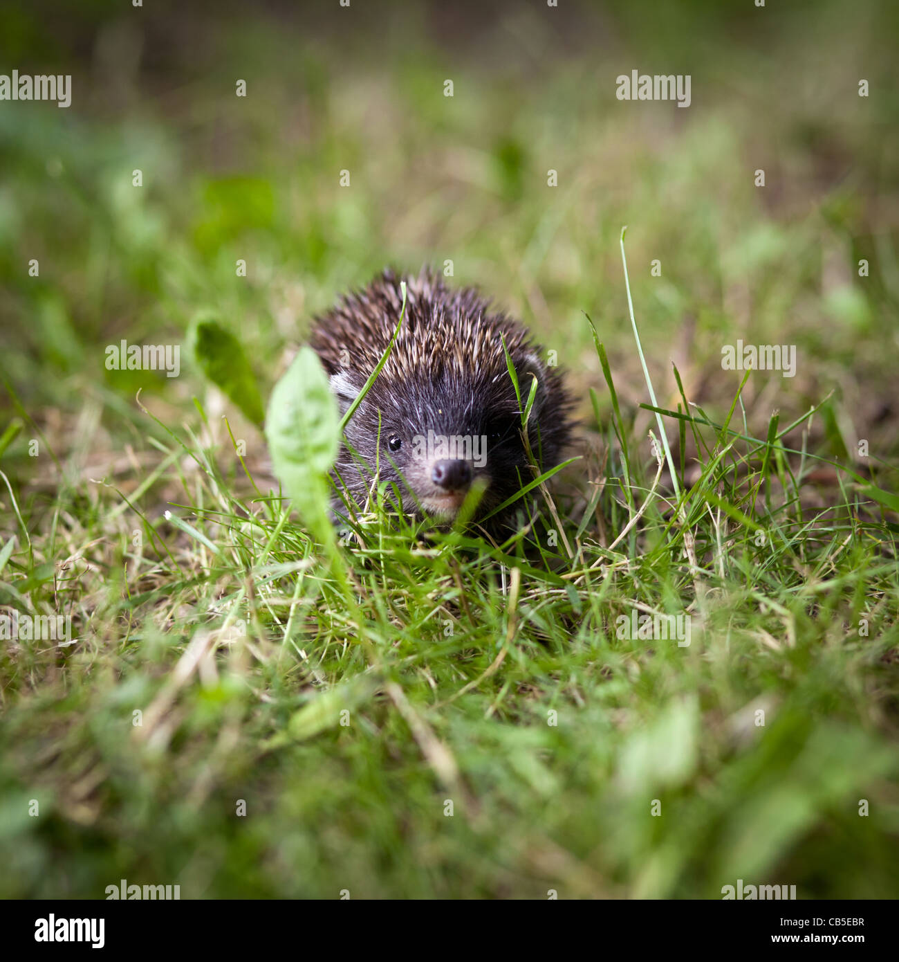 Igel Baby Stockfotos und -bilder Kaufen - Alamy