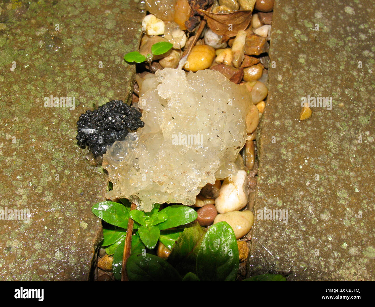 Baby frogs -Fotos und -Bildmaterial in hoher Auflösung – Alamy