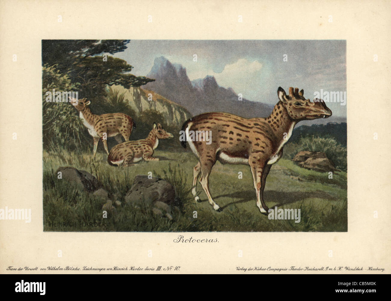 Protoceras, ausgestorbene Gattung der Paarhufer Stockfotografie - Alamy