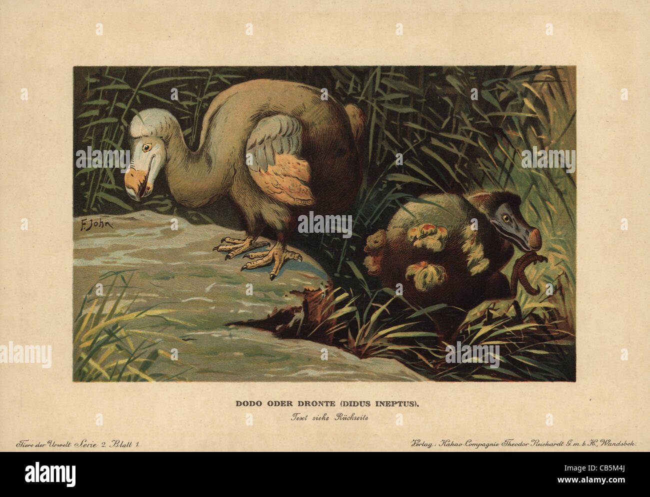 Dronte dodo -Fotos und -Bildmaterial in hoher Auflösung – Alamy