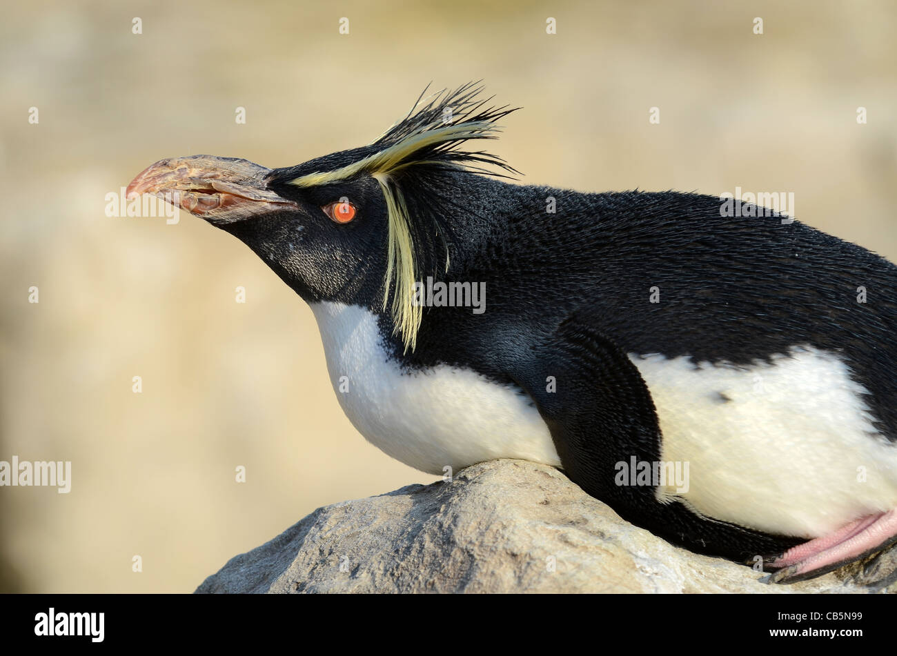 Felsen hopper pinguin -Fotos und -Bildmaterial in hoher Auflösung – Alamy