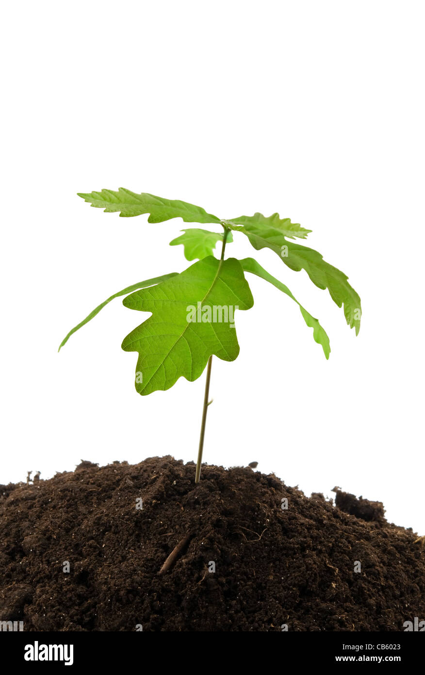 Stiel eiche -Fotos und -Bildmaterial in hoher Auflösung – Alamy