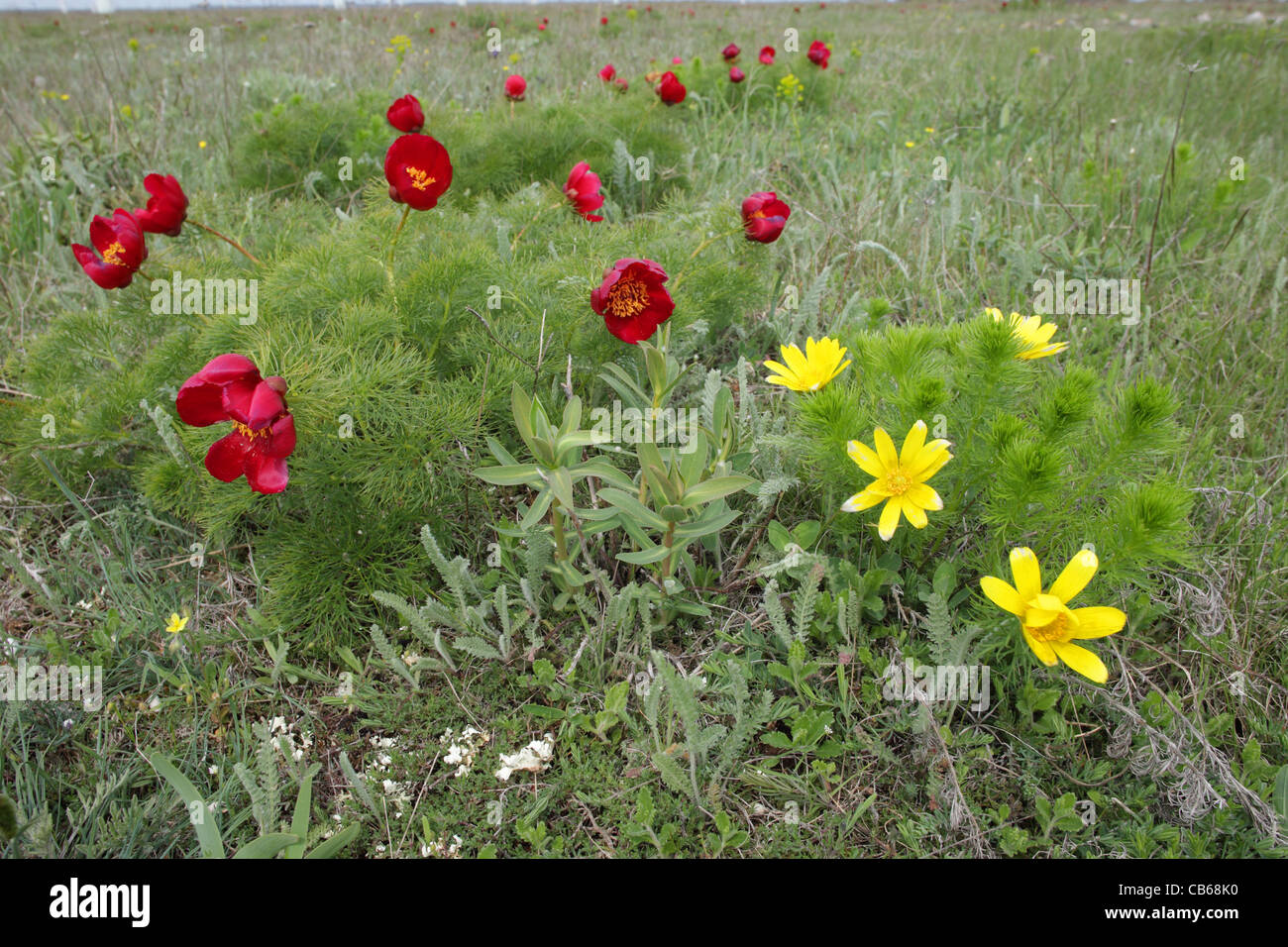 Fernlief Pfingstrose (seltene Pflanze in Bulgarien), Paeonia Tenuifolia ...