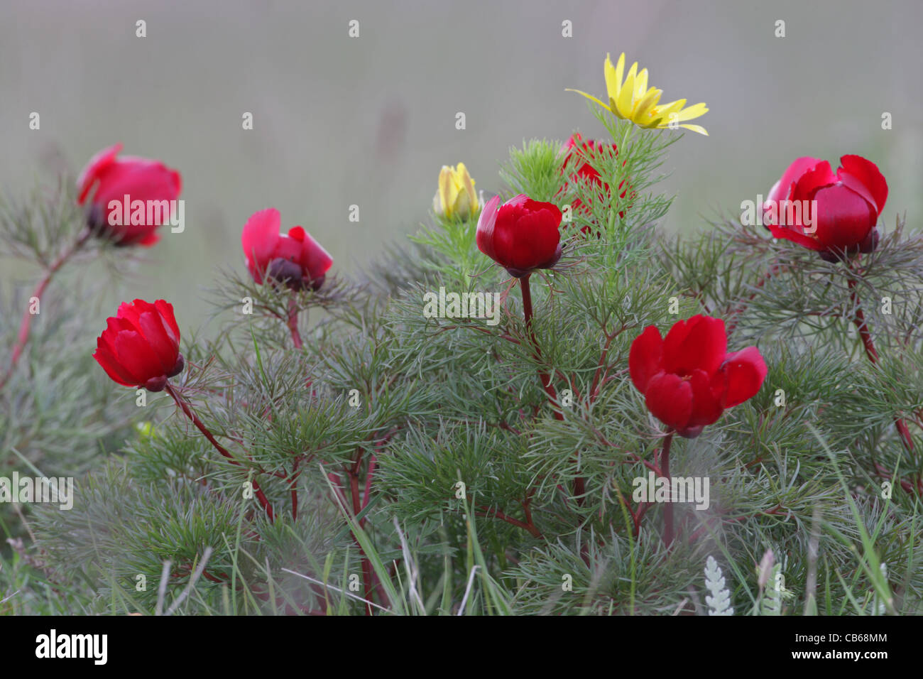 Fernlief Pfingstrose (seltene Pflanze in Bulgarien), Paeonia Tenuifolia ...