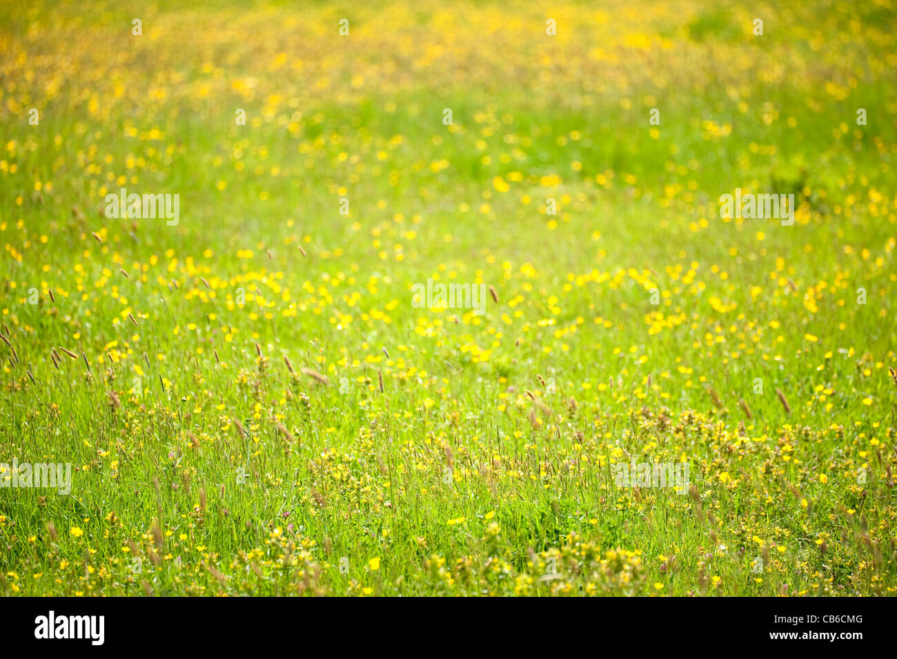 Blühende wiese -Fotos und -Bildmaterial in hoher Auflösung – Alamy