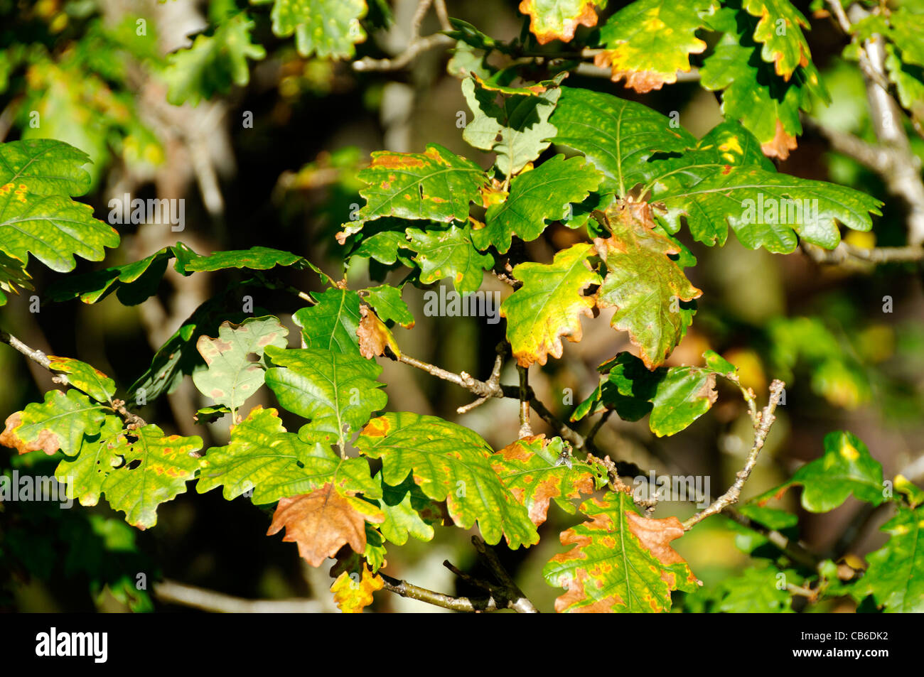 Eichenlaub Farbwechsel im Herbst Stockfotografie - Alamy