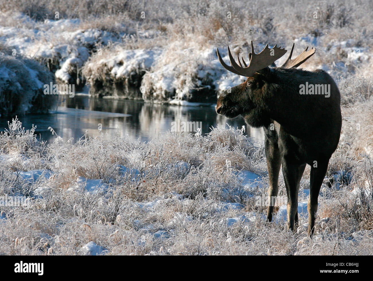 Alces Alces Americanus Stockfotos und -bilder Kaufen - Alamy
