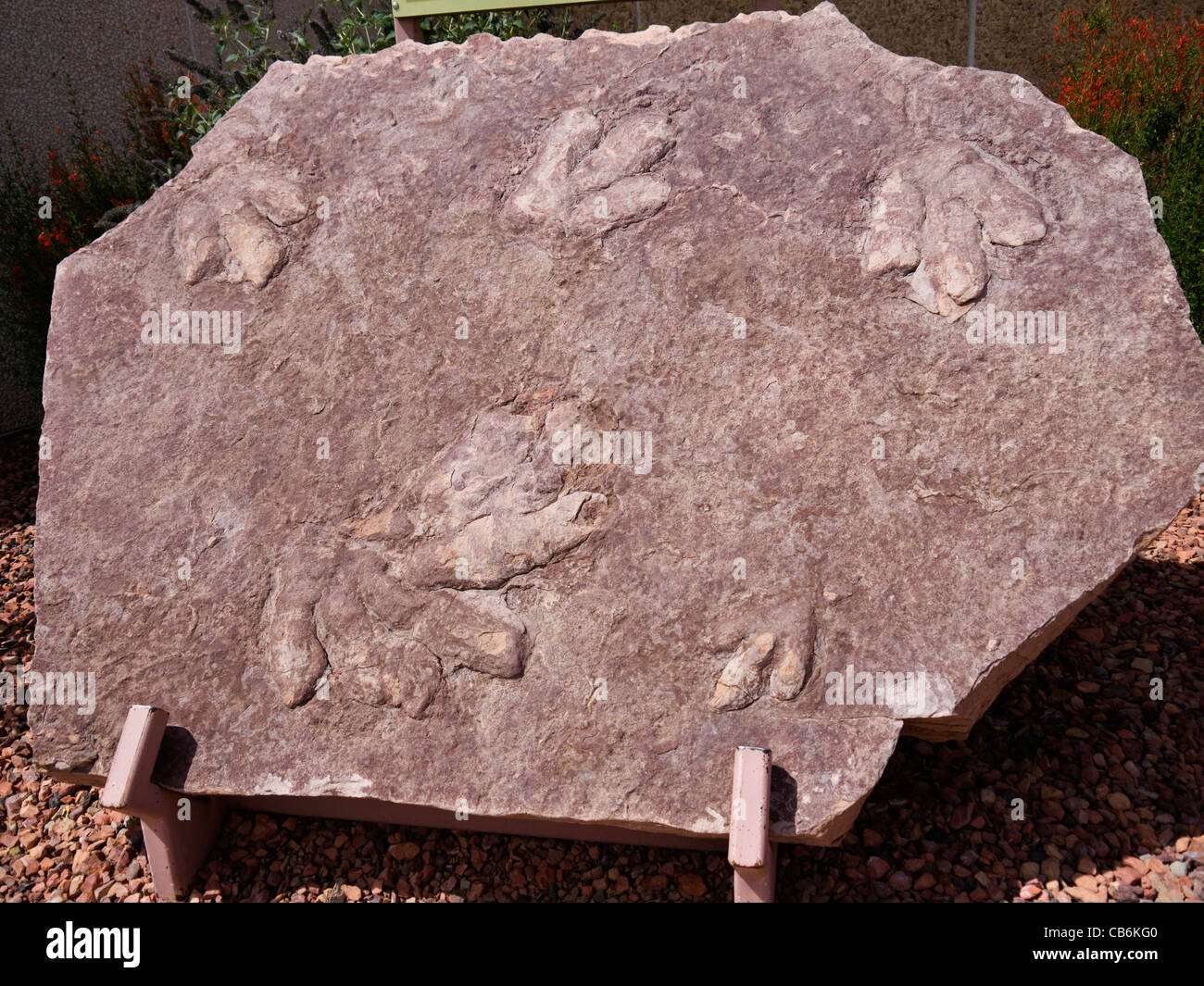 Fossil des Dinosaurier-Fußspuren am Glen Canyon Dam am Lake Powell ...