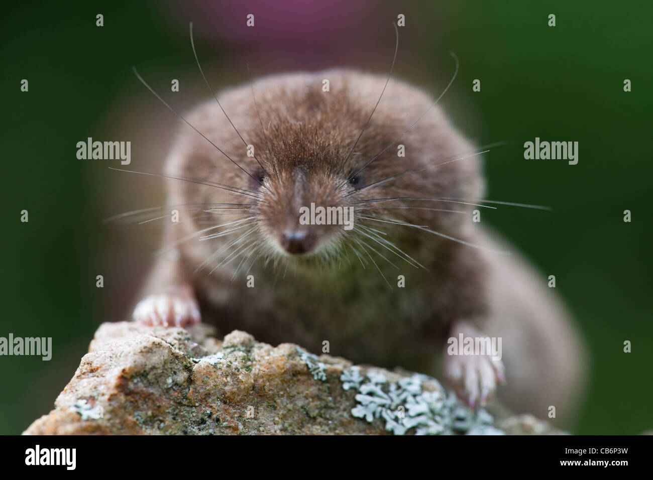 Allgemeine Spitzmaus (Sorex Araneus), großaufnahme Studie des Kopfes ...