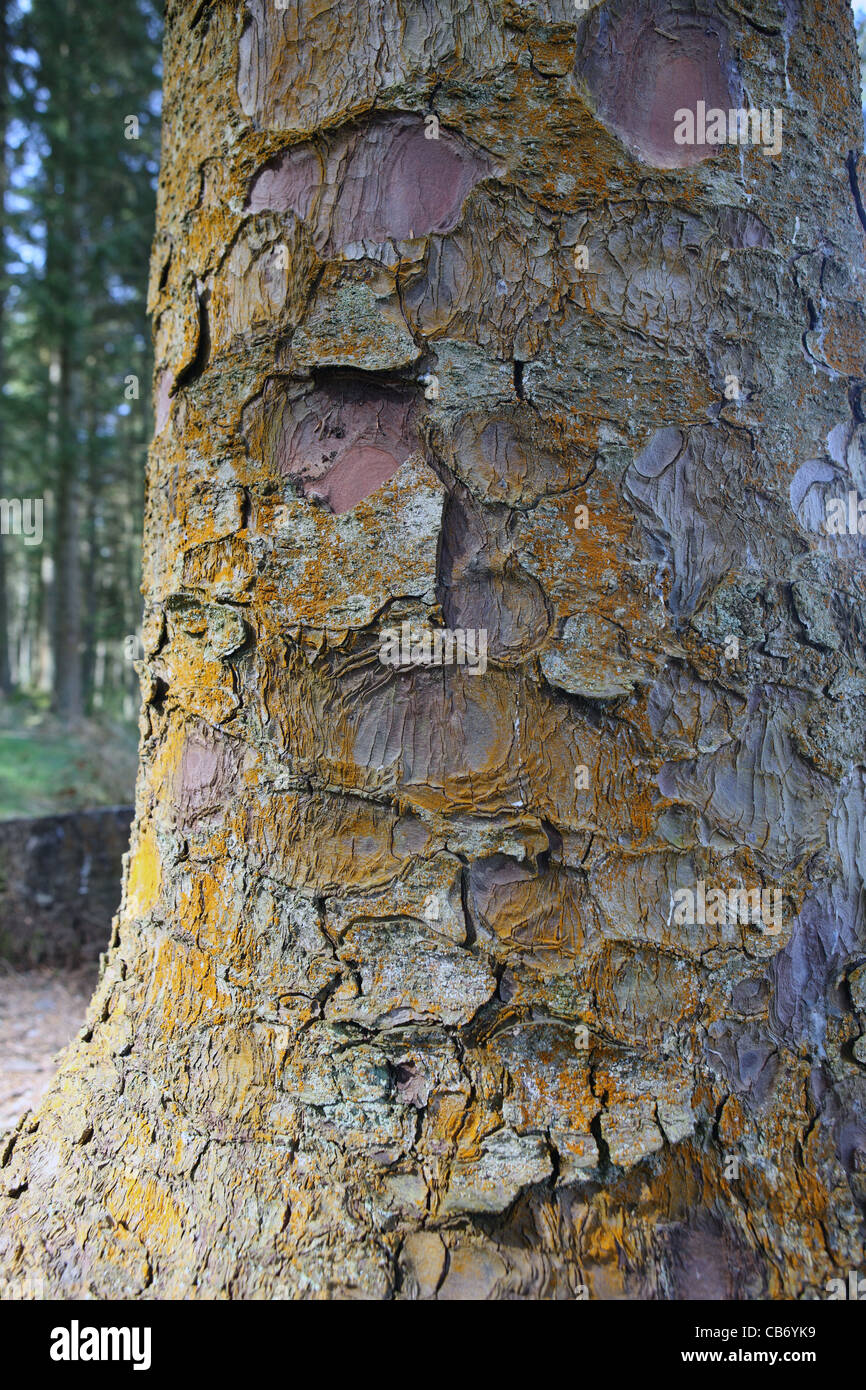 Spruce tree bark -Fotos und -Bildmaterial in hoher Auflösung – Alamy