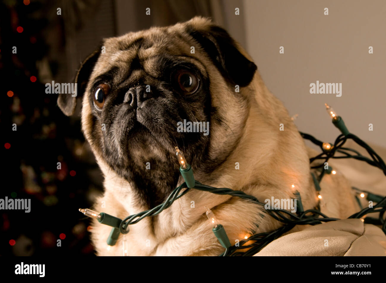 Mops lustig -Fotos und -Bildmaterial in hoher Auflösung – Alamy