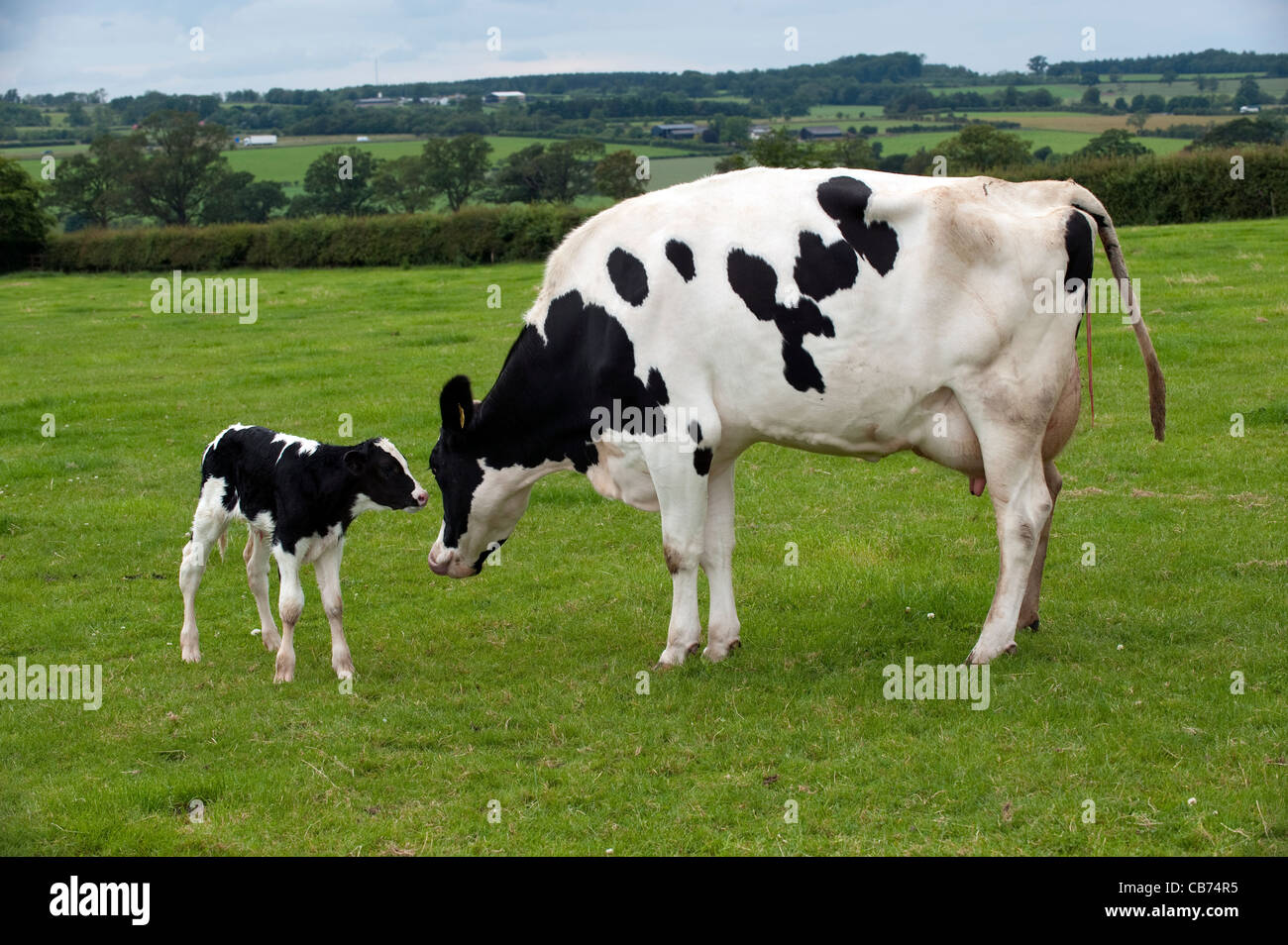 Holstein milchkuh -Fotos und -Bildmaterial in hoher Auflösung – Alamy