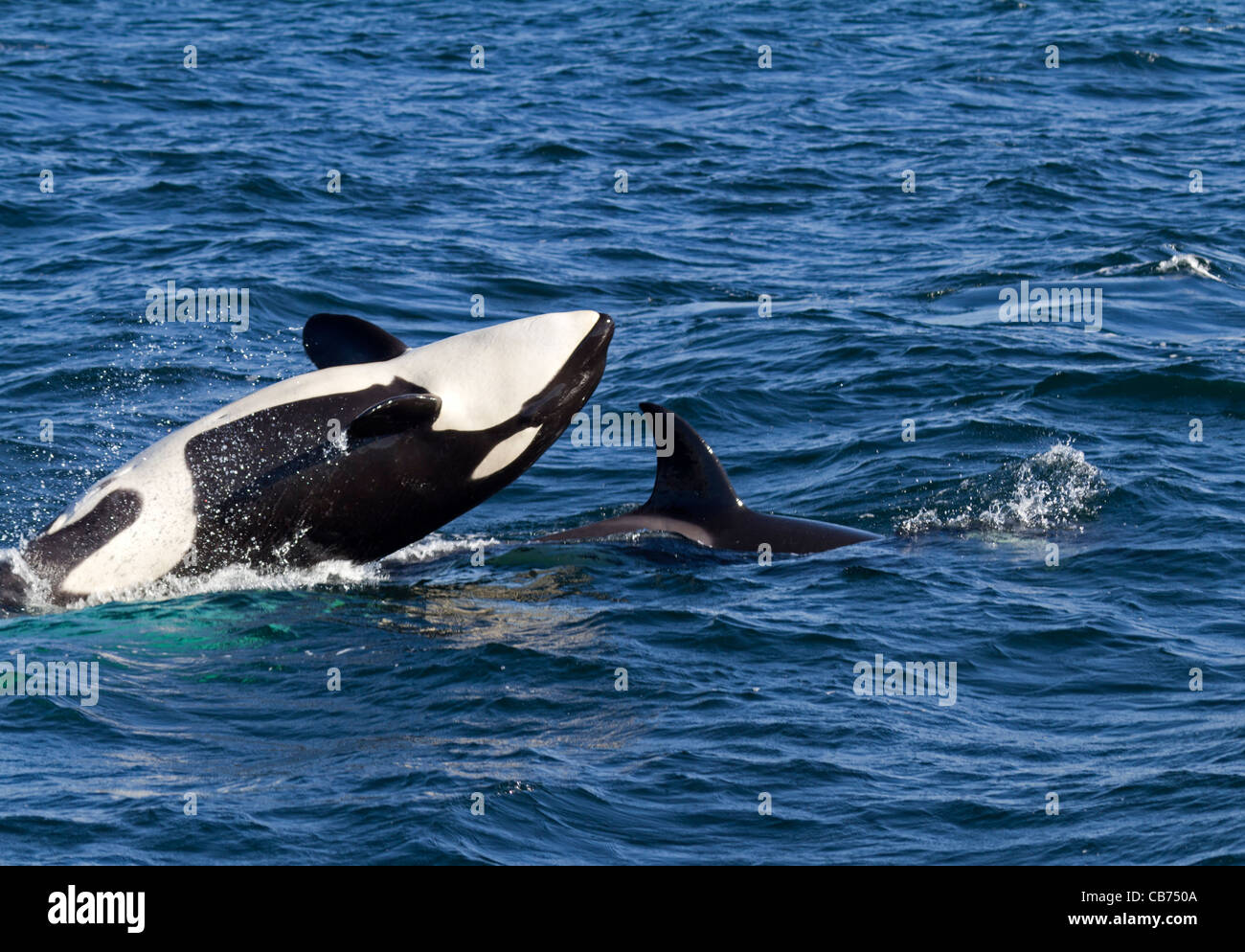 Orca (Orcinus Orca Stockfotografie - Alamy