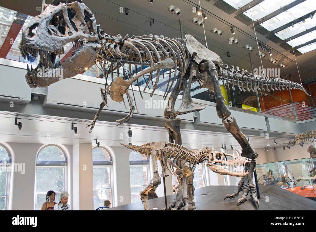 Thomas T. Rex, Tyrannosaurus Rex Dinosaurier Hall, Natural History ...