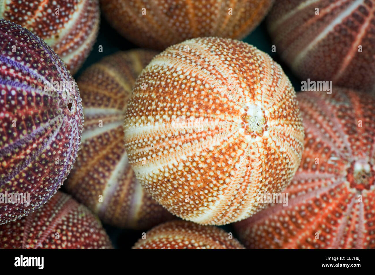 Ile scilly seeigel -Fotos und -Bildmaterial in hoher Auflösung – Alamy
