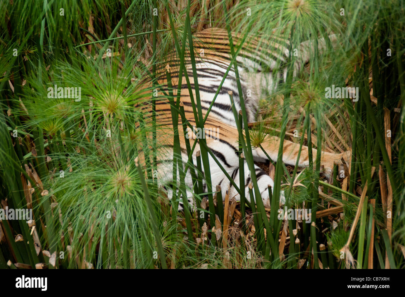 Insel Mauritius. Casela Park, Wildlife Park, Ausblenden von Tiger ...